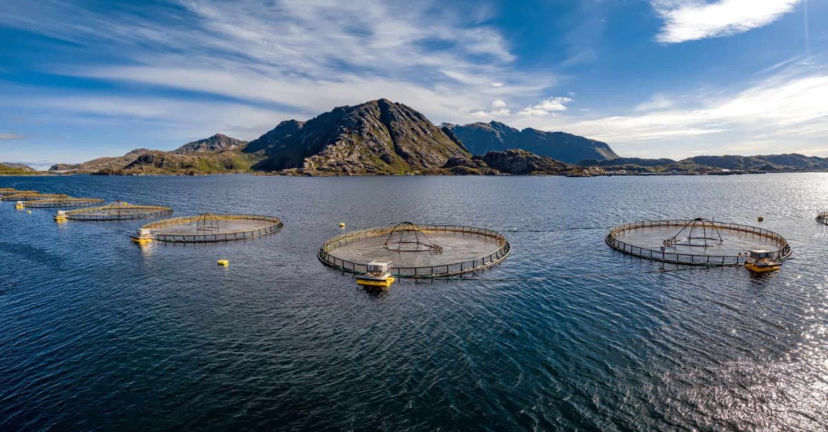 Oppdrett av laks og ørret | Seløy Sjøfarm AS